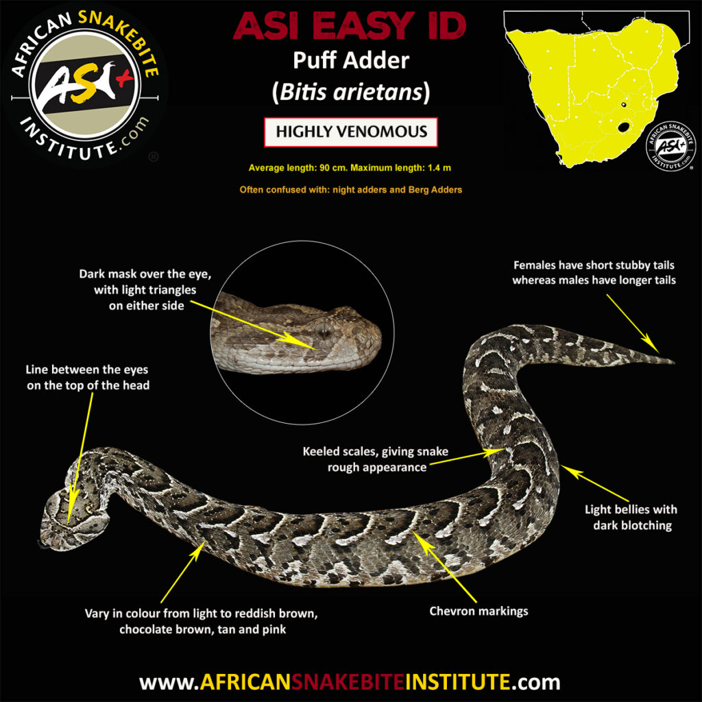 Puff Adder - African Snakebite Institute