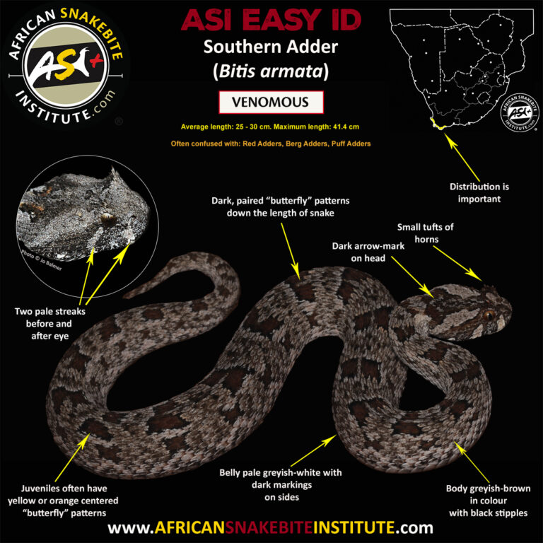 Southern Adder - African Snakebite Institute