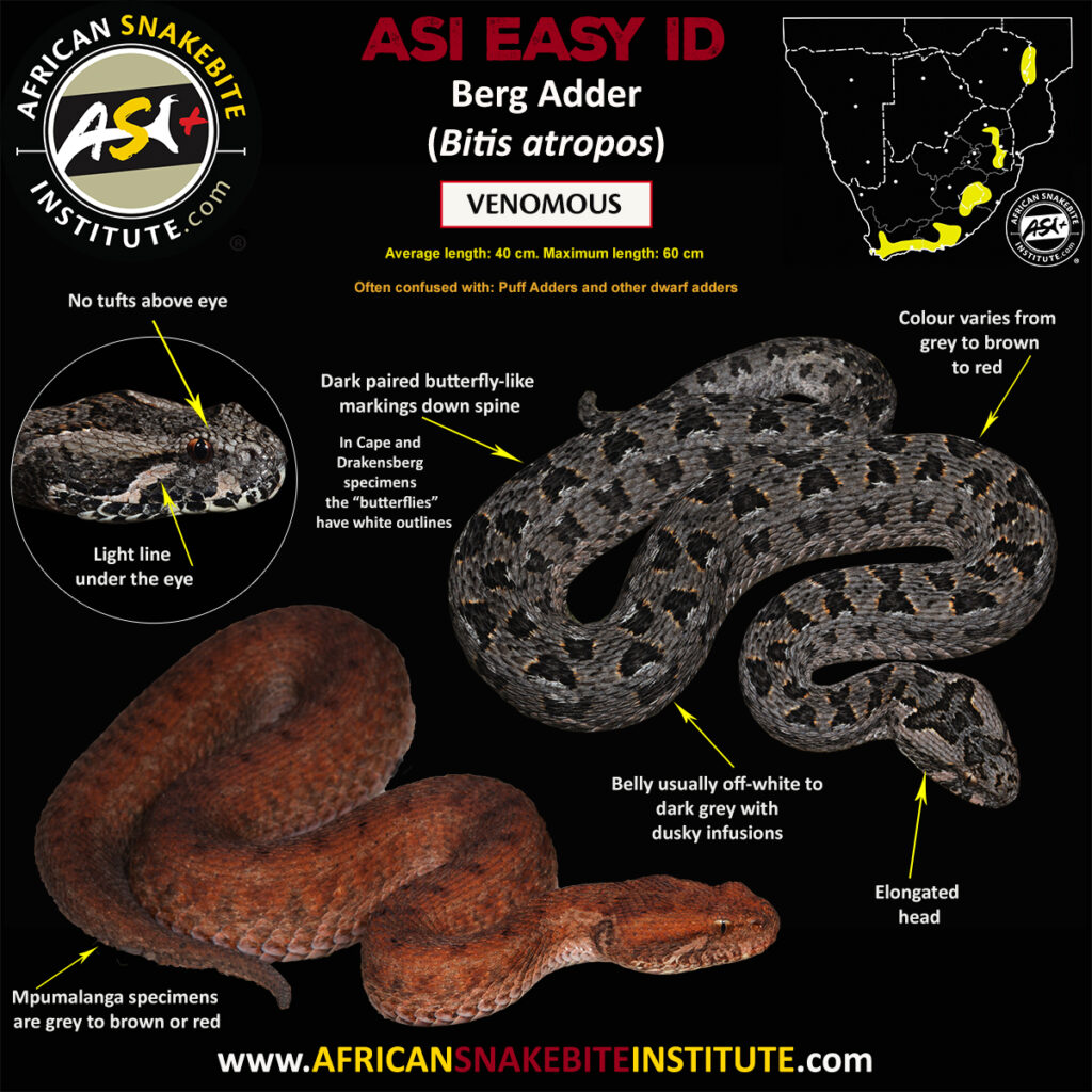 Berg Adder - African Snakebite Institute