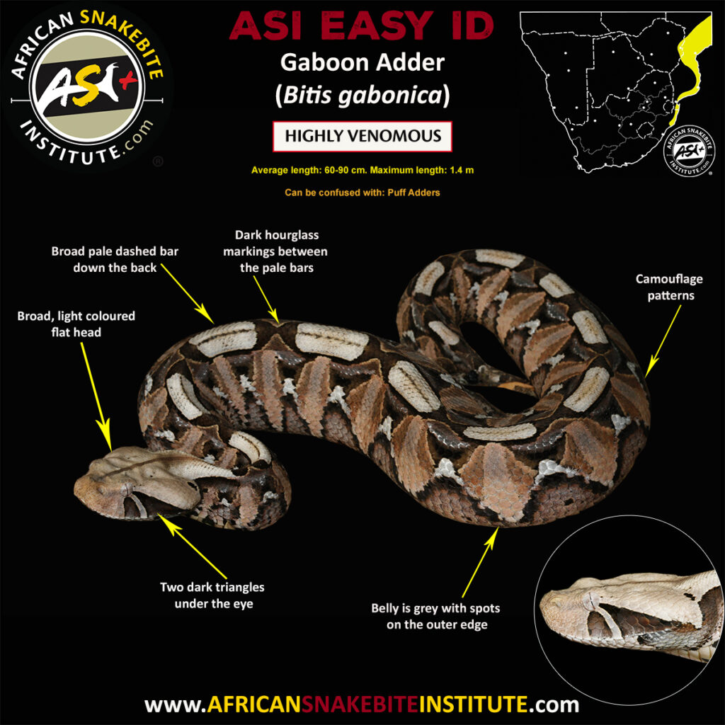 Gaboon Adder - African Snakebite Institute