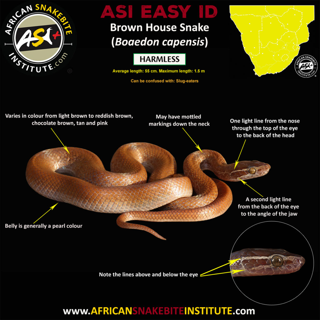 Brown House Snake - African Snakebite Institute