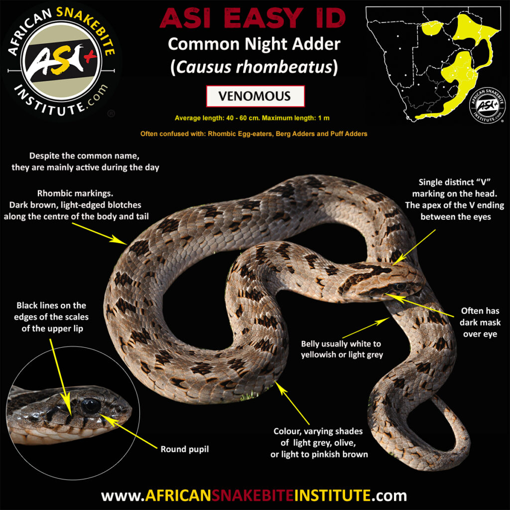 Common Night Adder - African Snakebite Institute