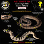 Snouted Night Adder - African Snakebite Institute