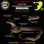 Herald or Red-lipped Snake - African Snakebite Institute