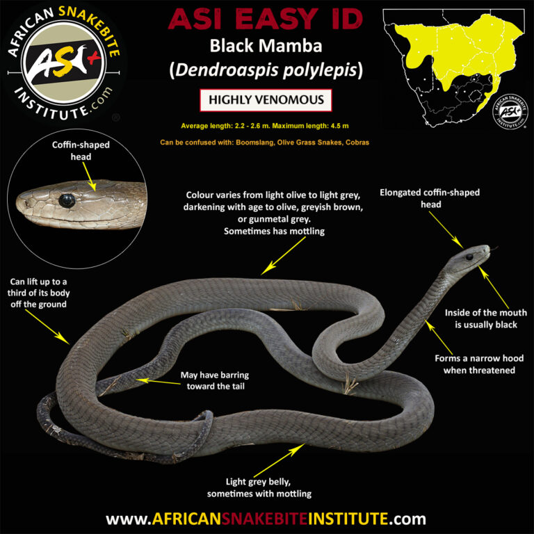 Black Mamba - African Snakebite Institute