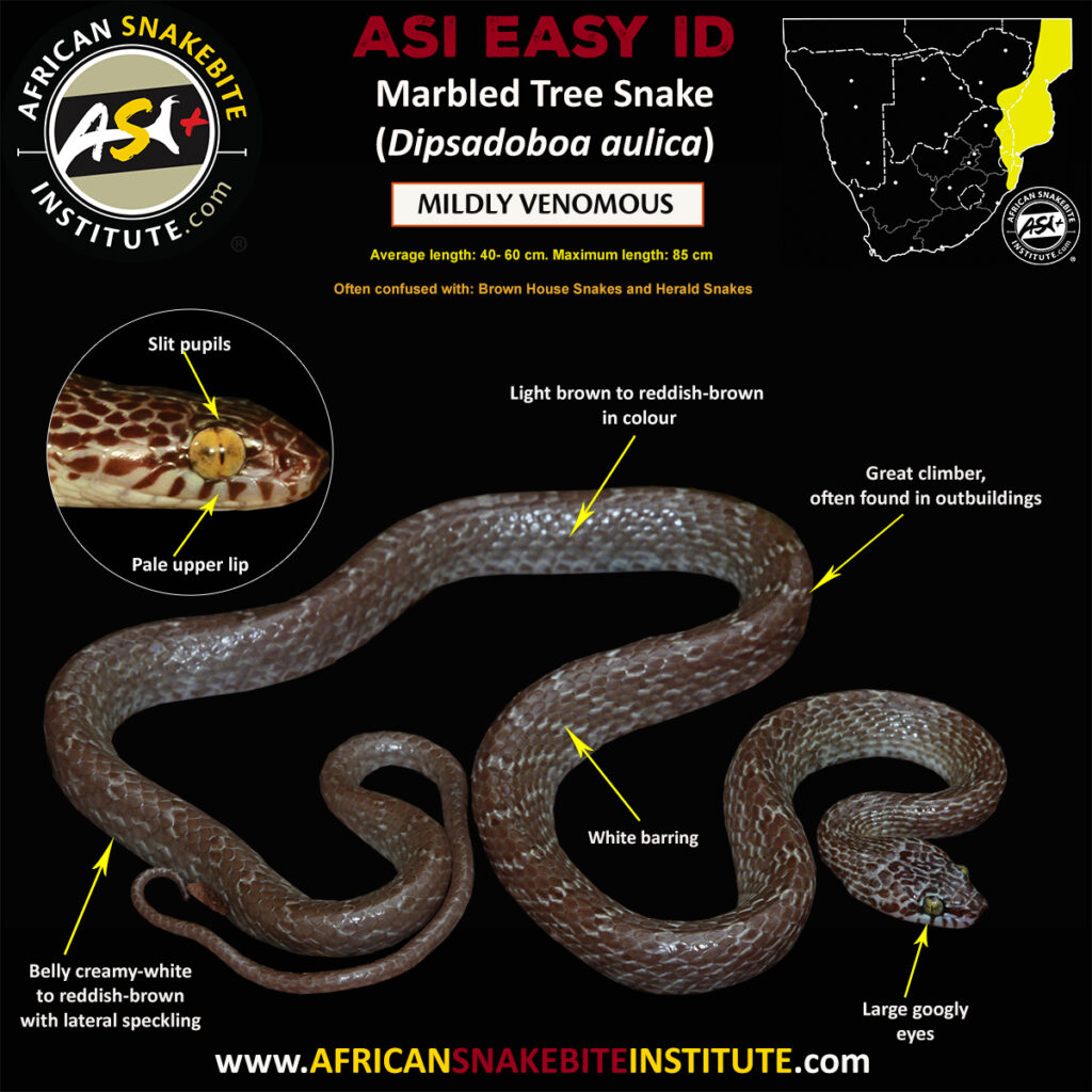 Marbled Tree Snake - African Snakebite Institute