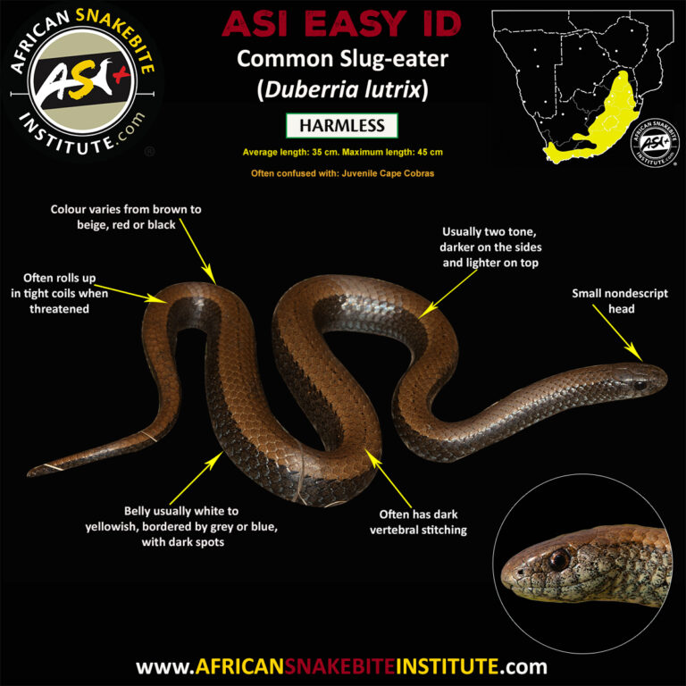 Common Slug-eater - African Snakebite Institute