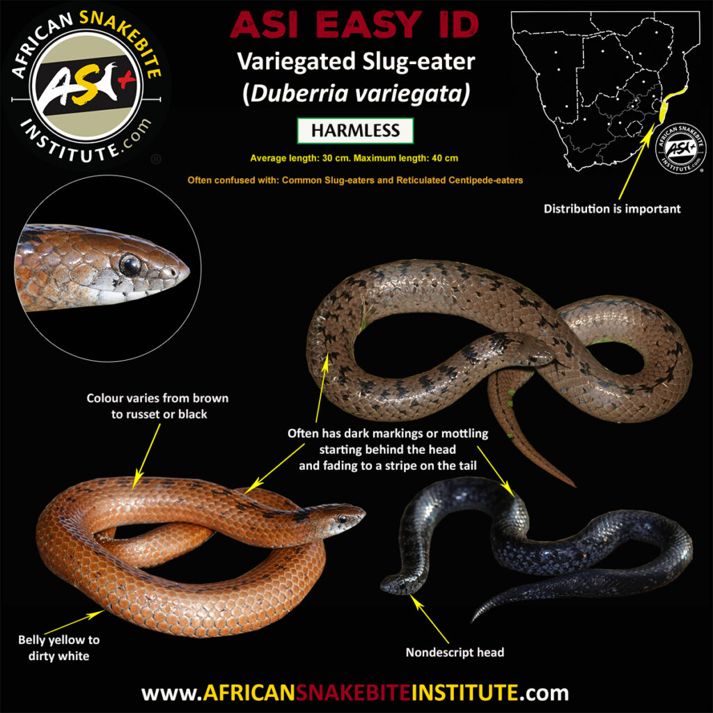 Variegated Slug-eater - African Snakebite Institute