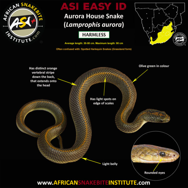 Aurora House Snake - African Snakebite Institute