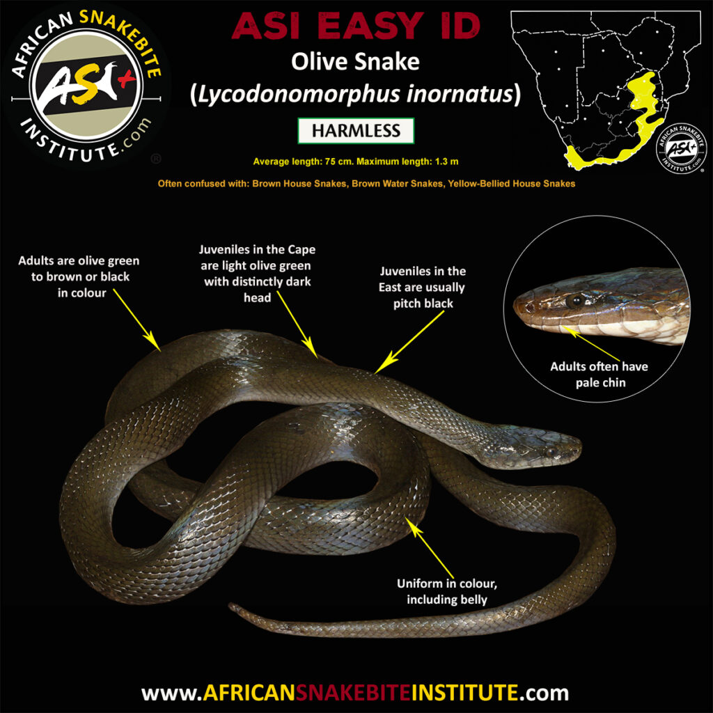 Olive Snake - African Snakebite Institute