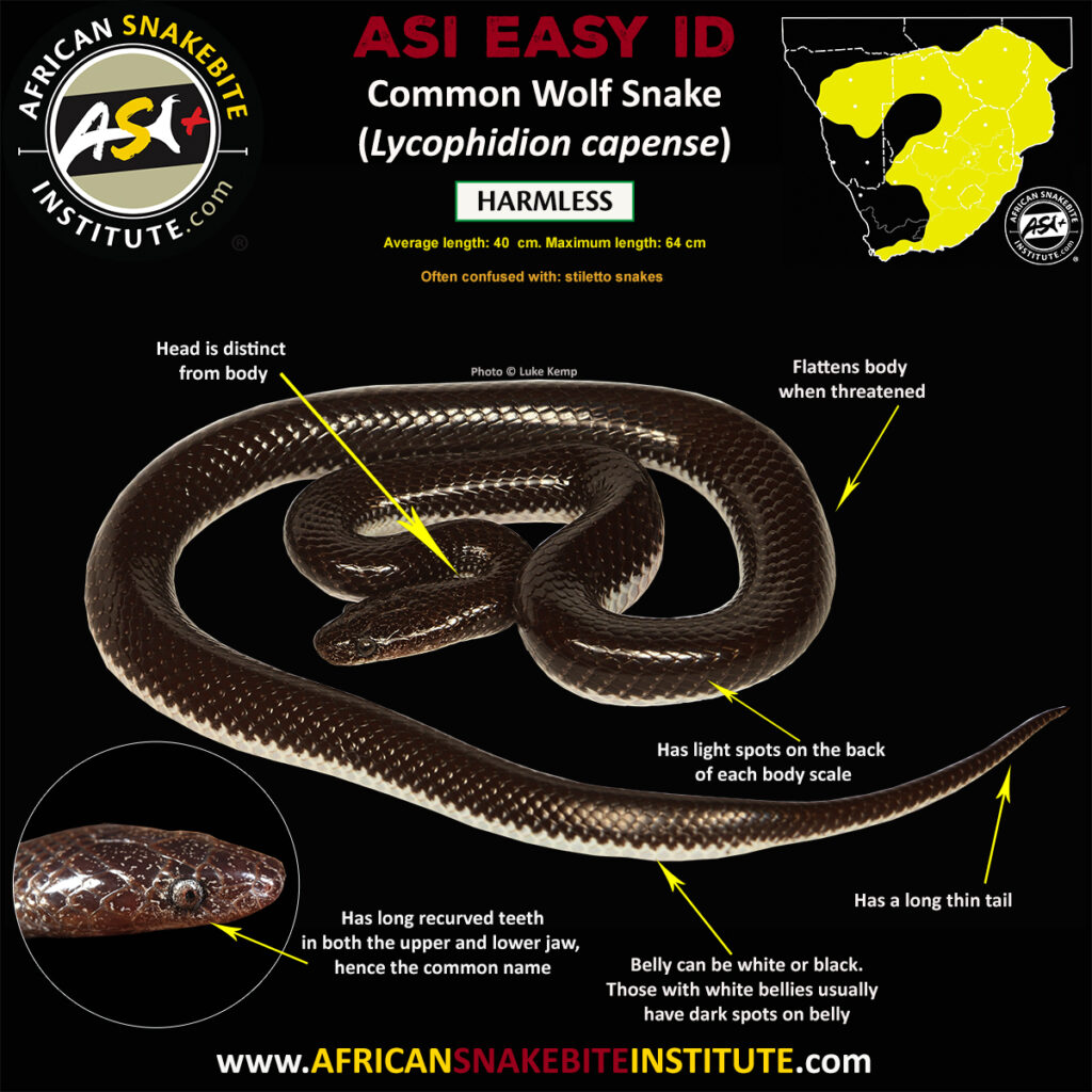 Common Wolf Snake - African Snakebite Institute
