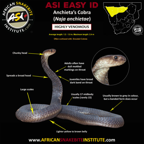 The cobras of southern Africa - African Snakebite Institute