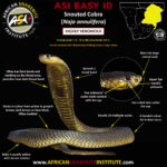 Snouted Cobra - African Snakebite Institute