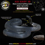 The cobras of southern Africa - African Snakebite Institute