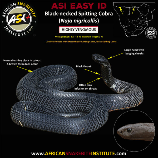 The cobras of southern Africa - African Snakebite Institute