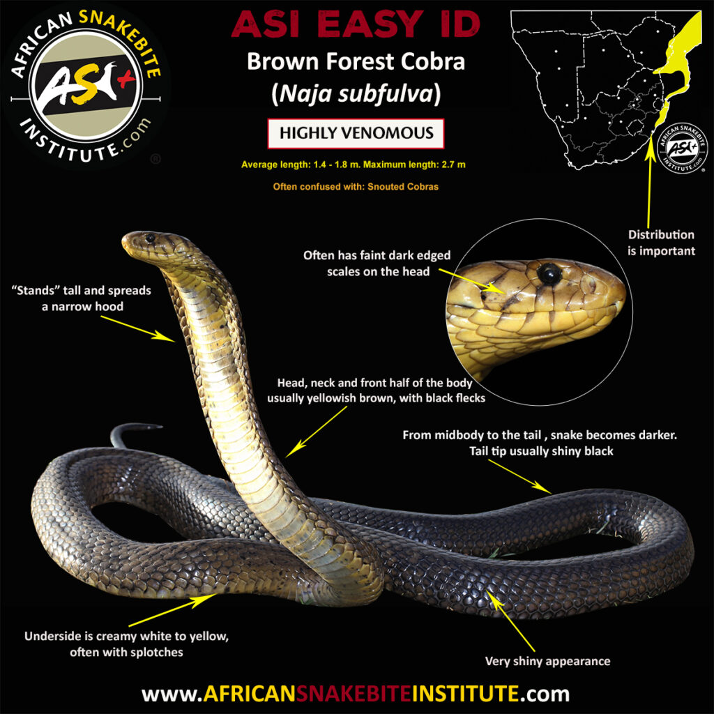 Brown Forest Cobra - African Snakebite Institute
