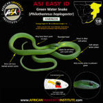 Green Water Snake - African Snakebite Institute