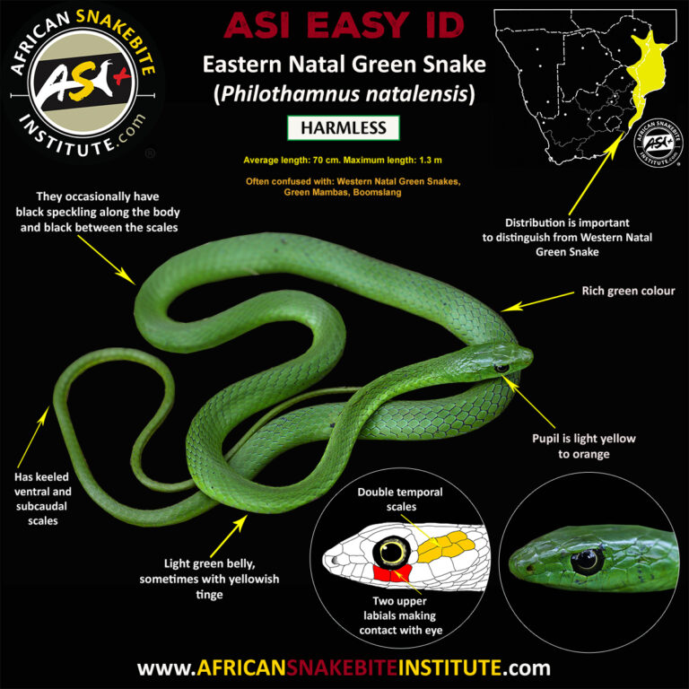 Eastern Natal Green Snake - African Snakebite Institute