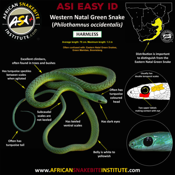 Western Natal Green Snake - African Snakebite Institute