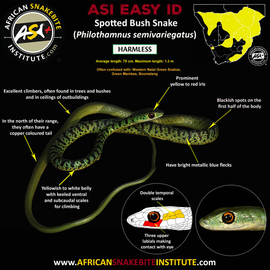 Spotted Bush Snake - African Snakebite Institute