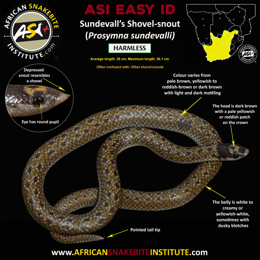 Sundevall's Shovel-snout - African Snakebite Institute