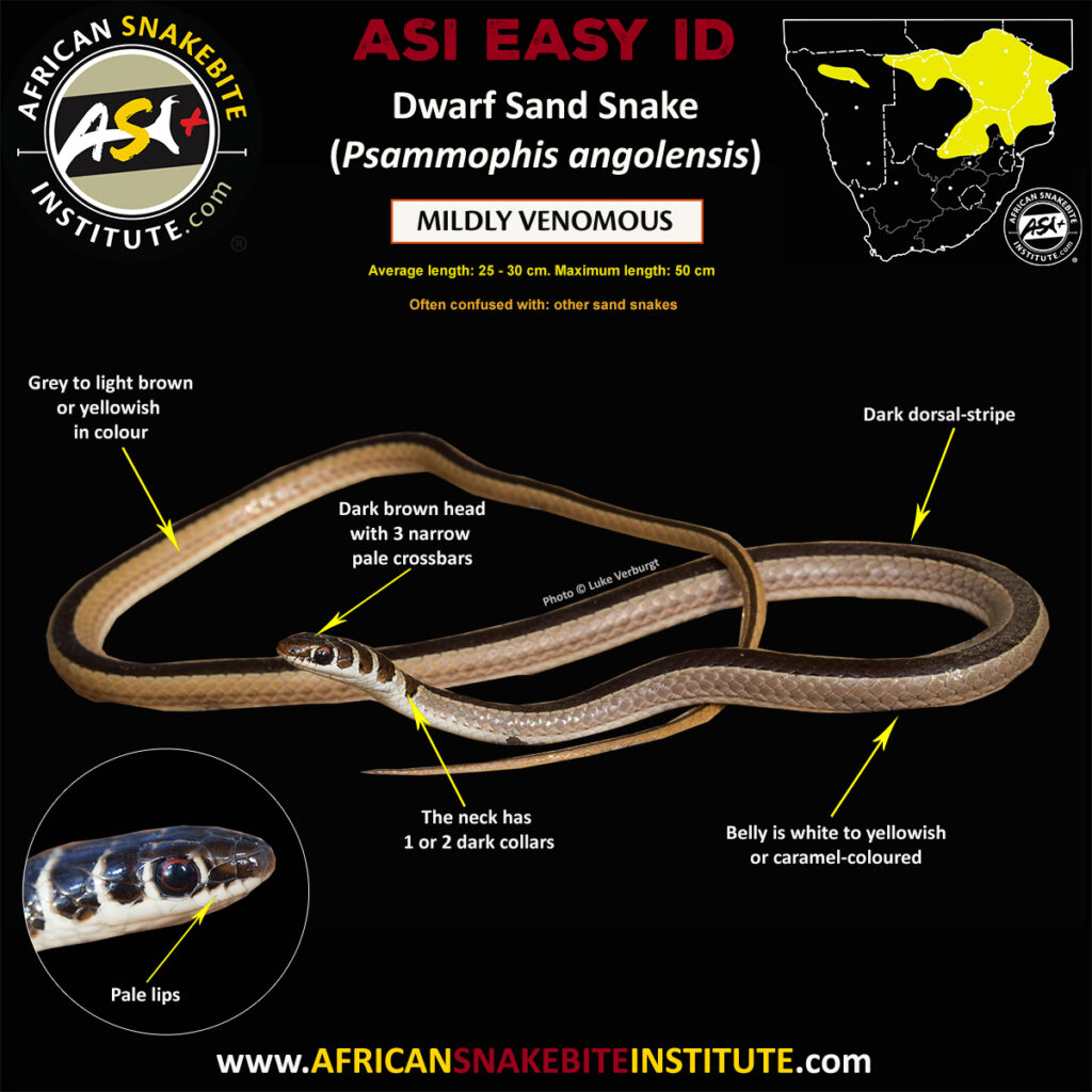 Dwarf Sand Snake - African Snakebite Institute
