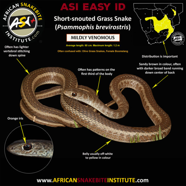 Short-snouted Grass Snake - African Snakebite Institute