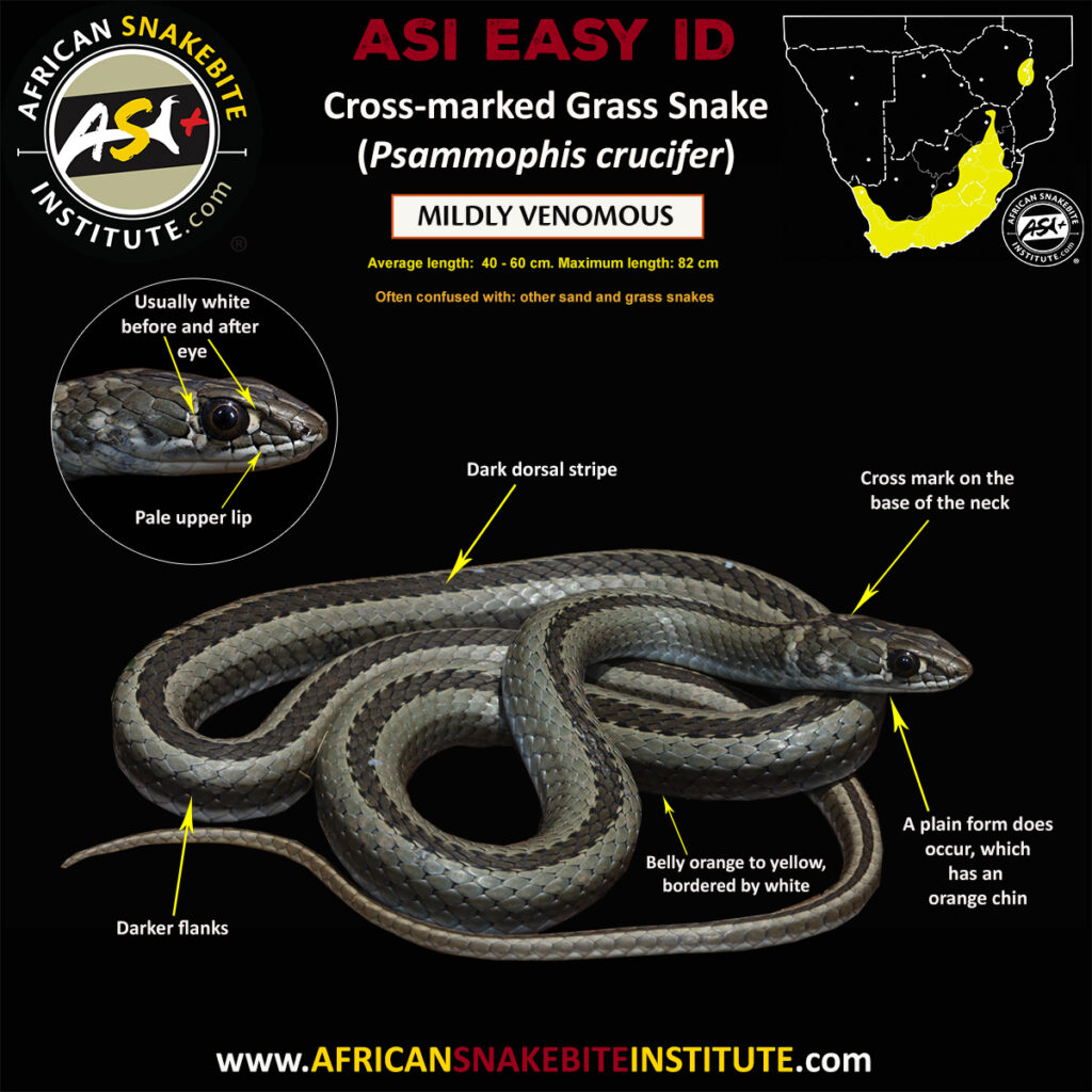 Cross-marked Grass Snake - African Snakebite Institute