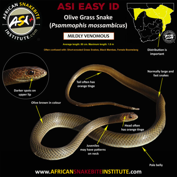Olive Grass Snake - African Snakebite Institute