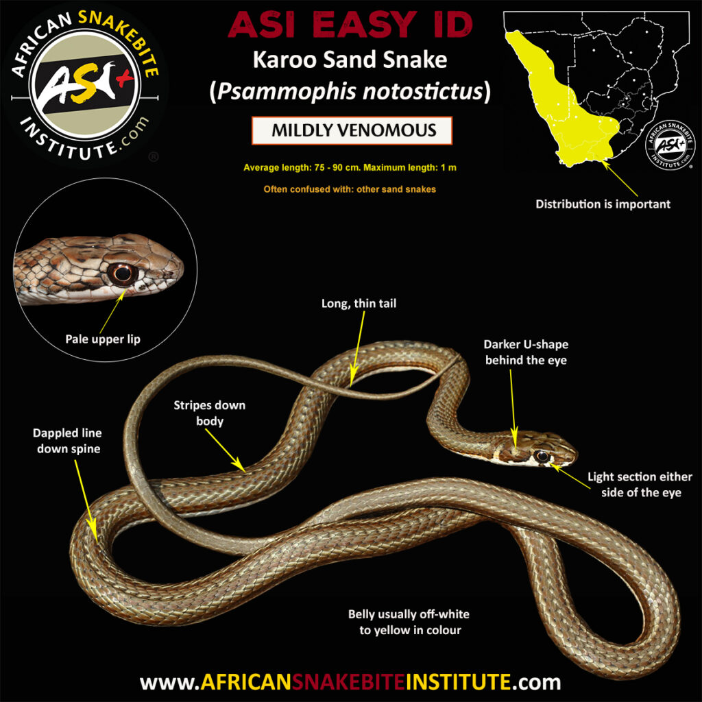 Karoo Sand Snake - African Snakebite Institute