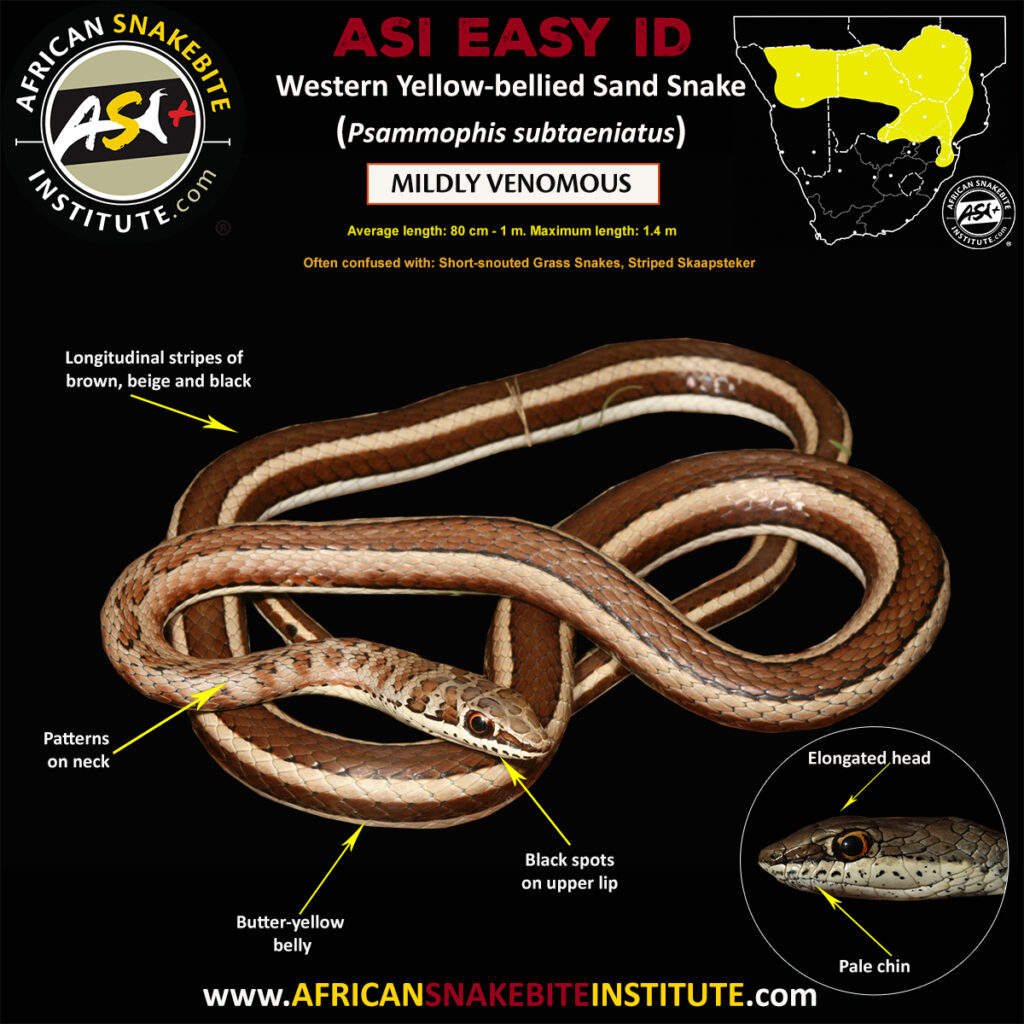 Western Yellow-bellied Sand Snake - African Snakebite Institute