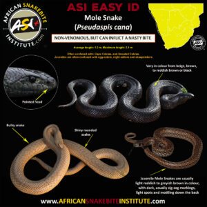 Mole Snake - African Snakebite Institute