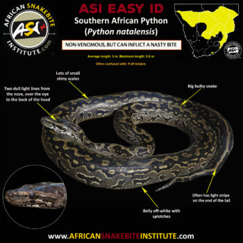 Southern African Python - African Snakebite Institute