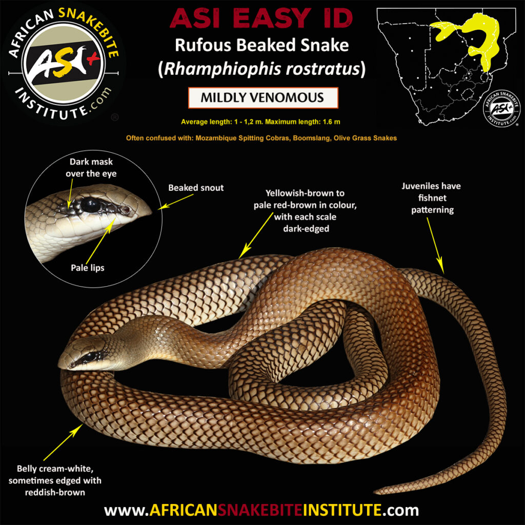 Rufous Beaked Snake - African Snakebite Institute