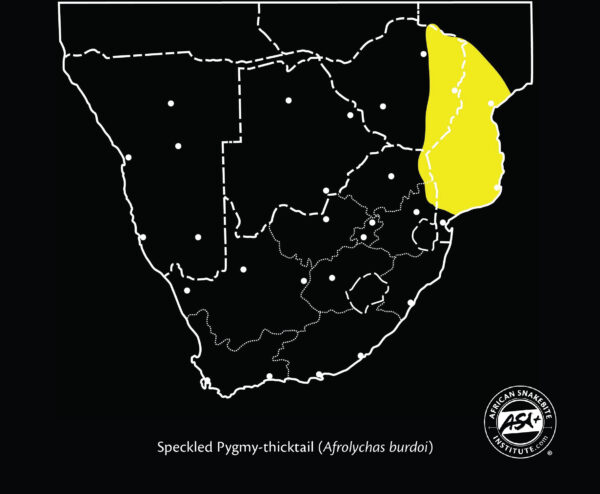 Speckled Pygmy-thicktail - African Snakebite Institute