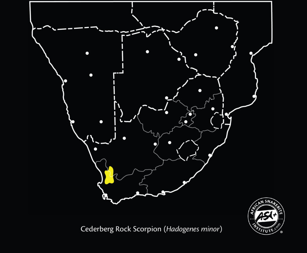 Little Rock Scorpion - African Snakebite Institute