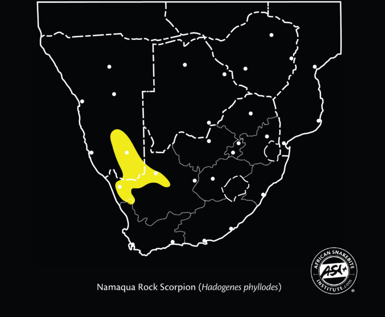 Namaqua Rock Scorpion - African Snakebite Institute