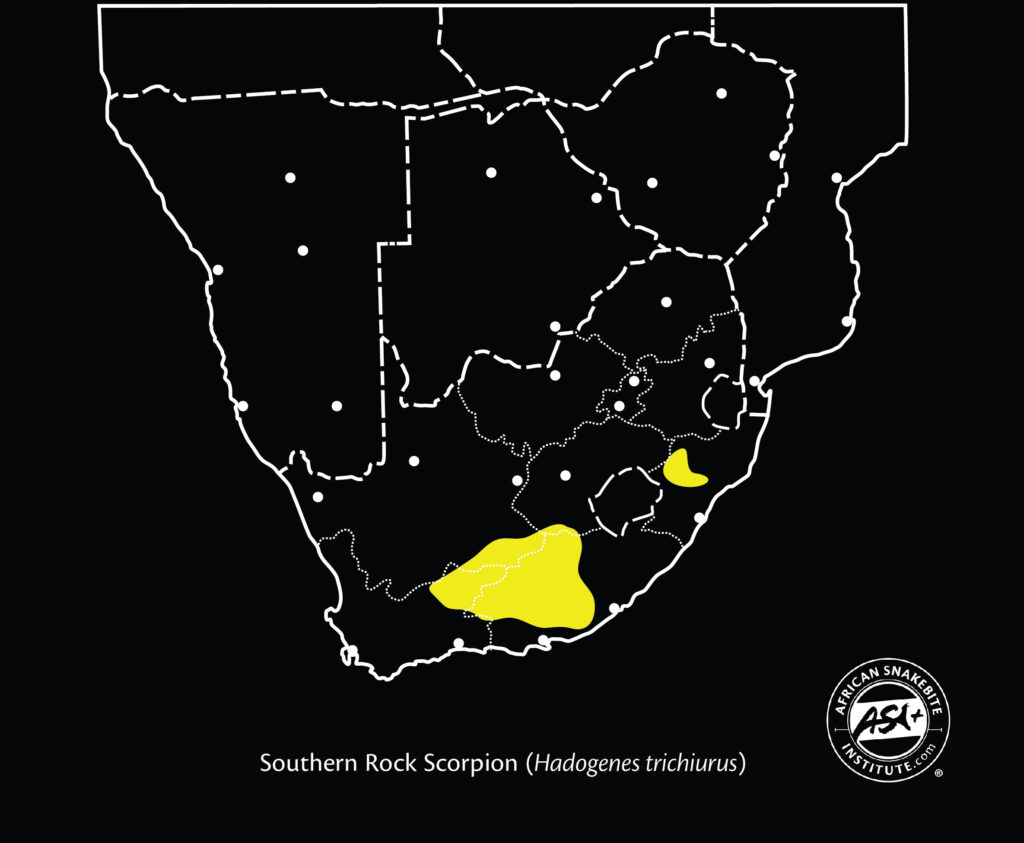 Southern Rock Scorpion - African Snakebite Institute