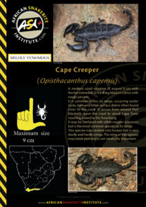 Scorpions of the Eastern Cape - African Snakebite Institute