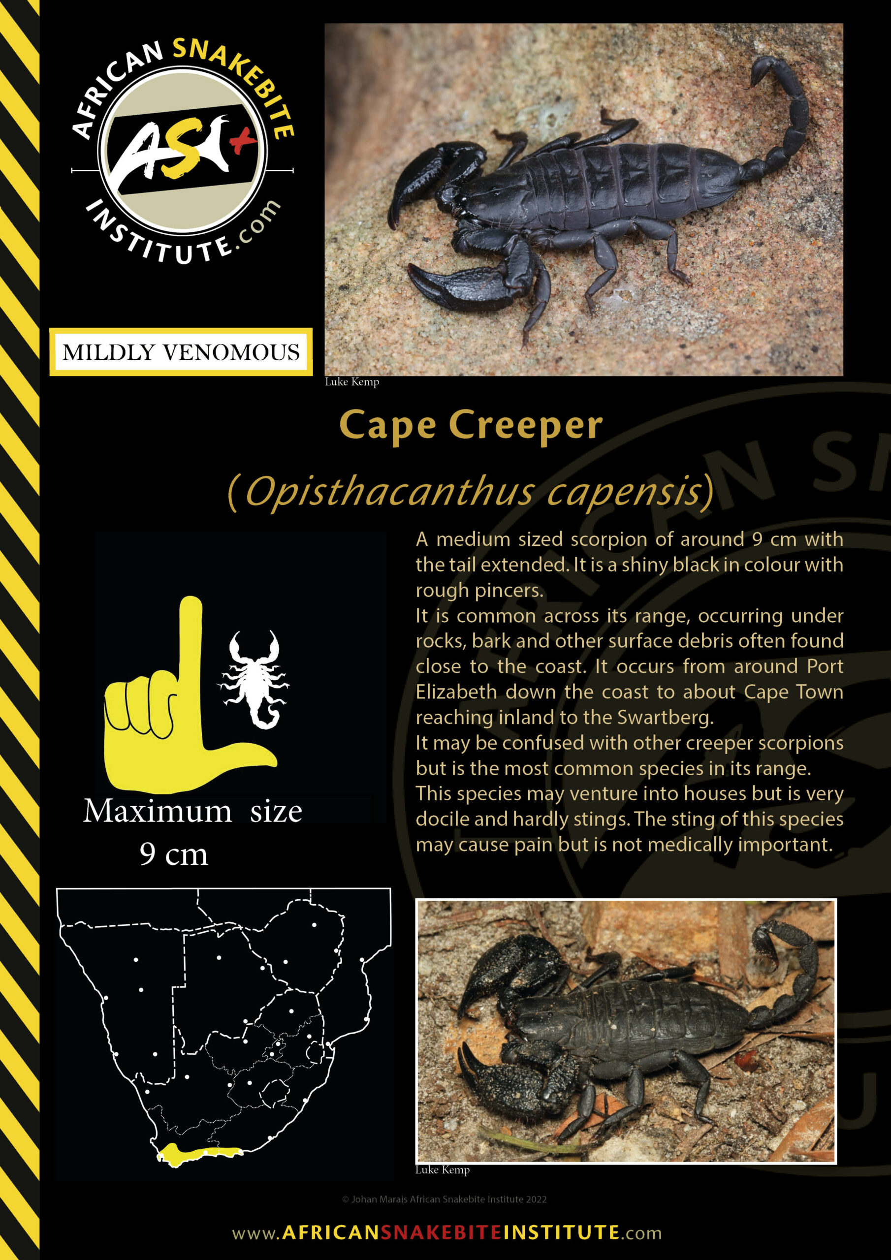 Scorpions of the Eastern Cape - African Snakebite Institute