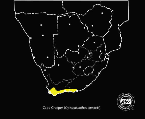 Cape Creeper - African Snakebite Institute