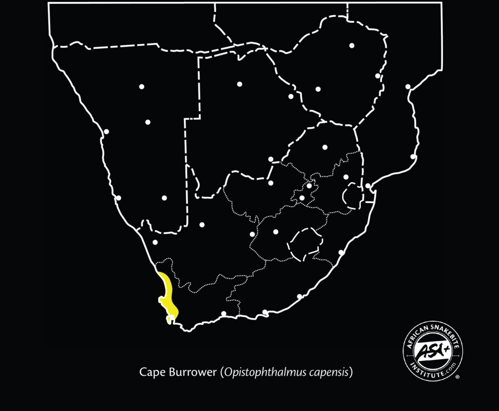 Cape Burrower - African Snakebite Institute