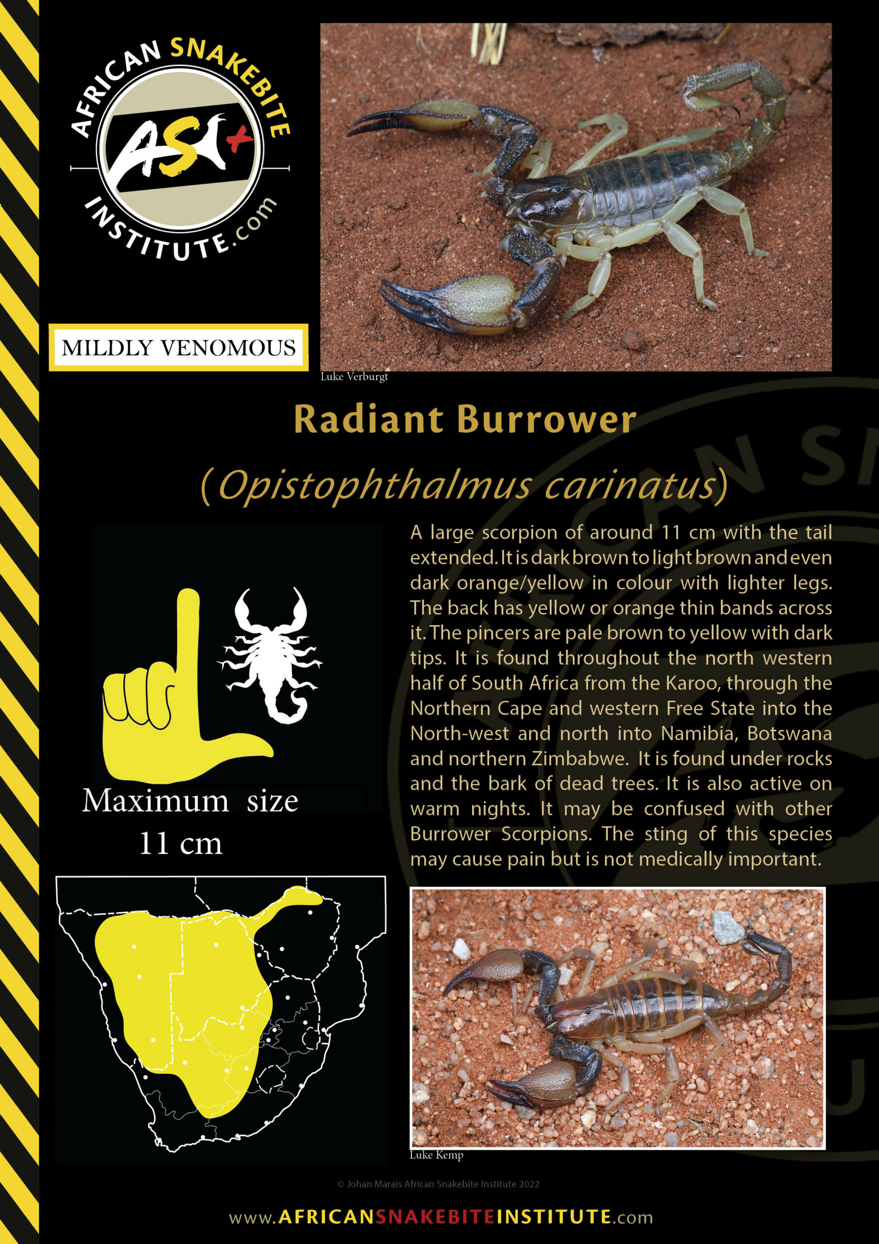 Scorpions of the Northern Cape - African Snakebite Institute