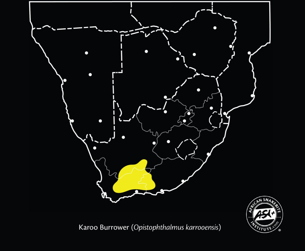 Karoo Burrower - African Snakebite Institute