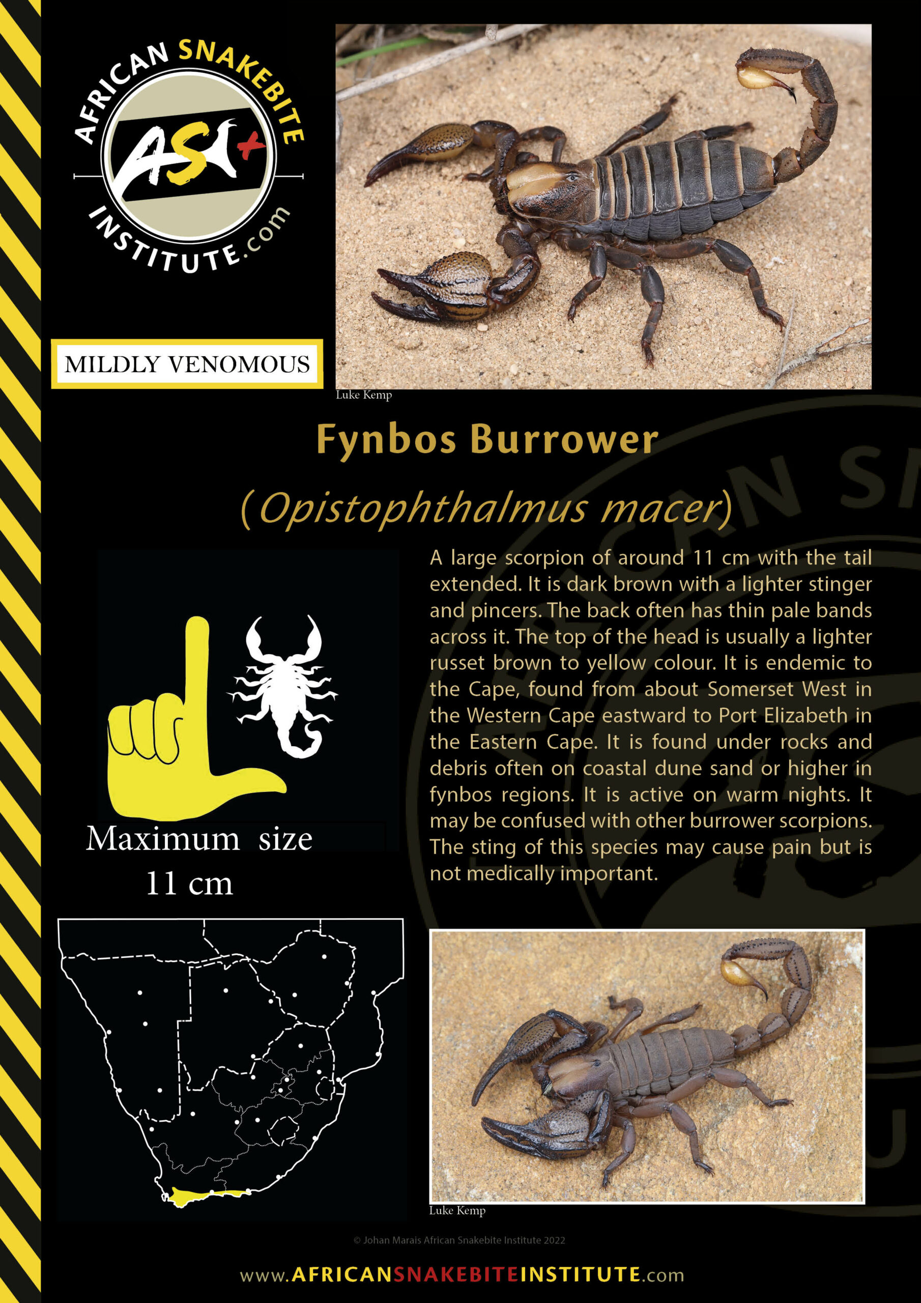 Scorpions of the Eastern Cape - African Snakebite Institute