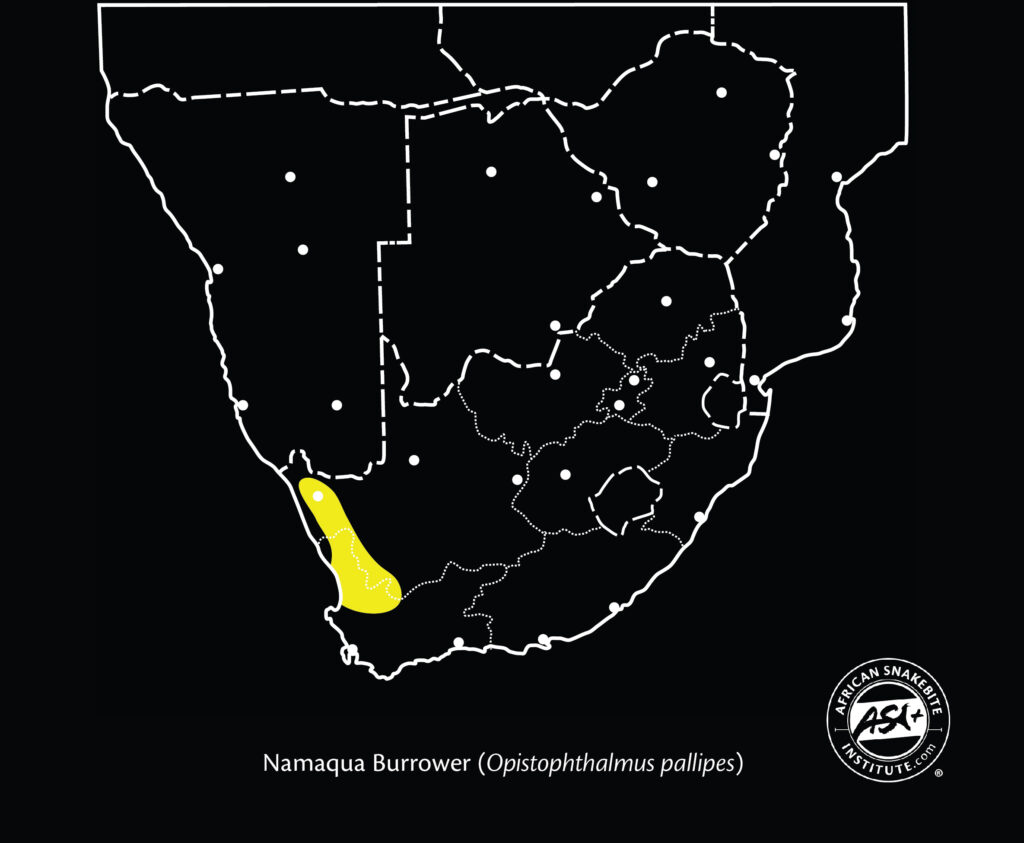 Namaqua Burrower - African Snakebite Institute