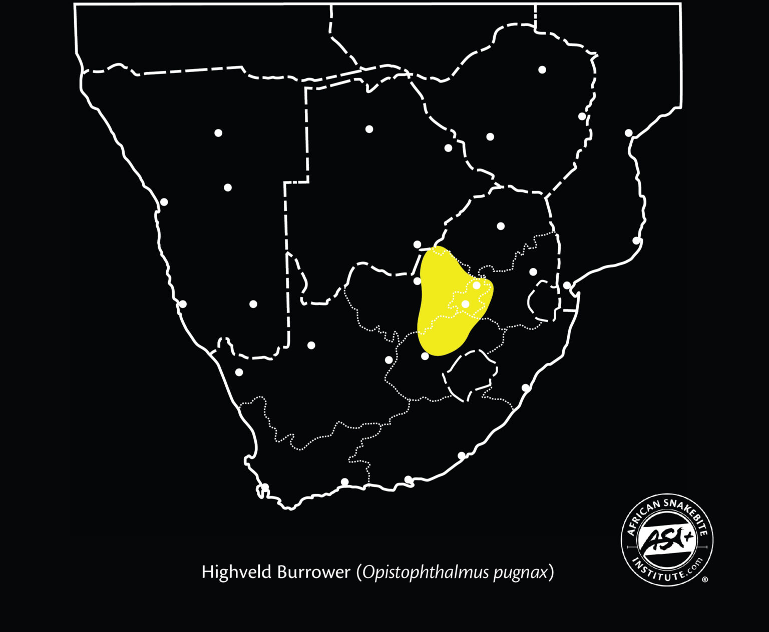 Highveld Burrower - African Snakebite Institute