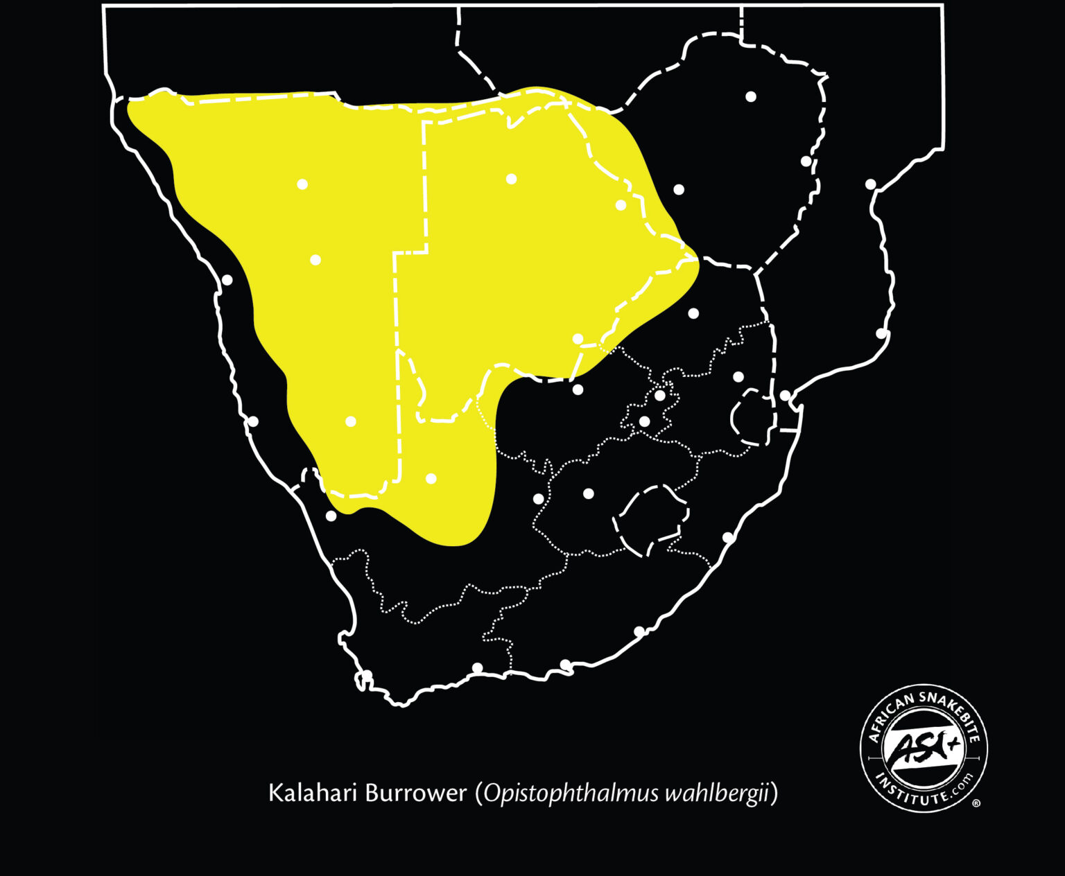 Kalahari Burrower - African Snakebite Institute