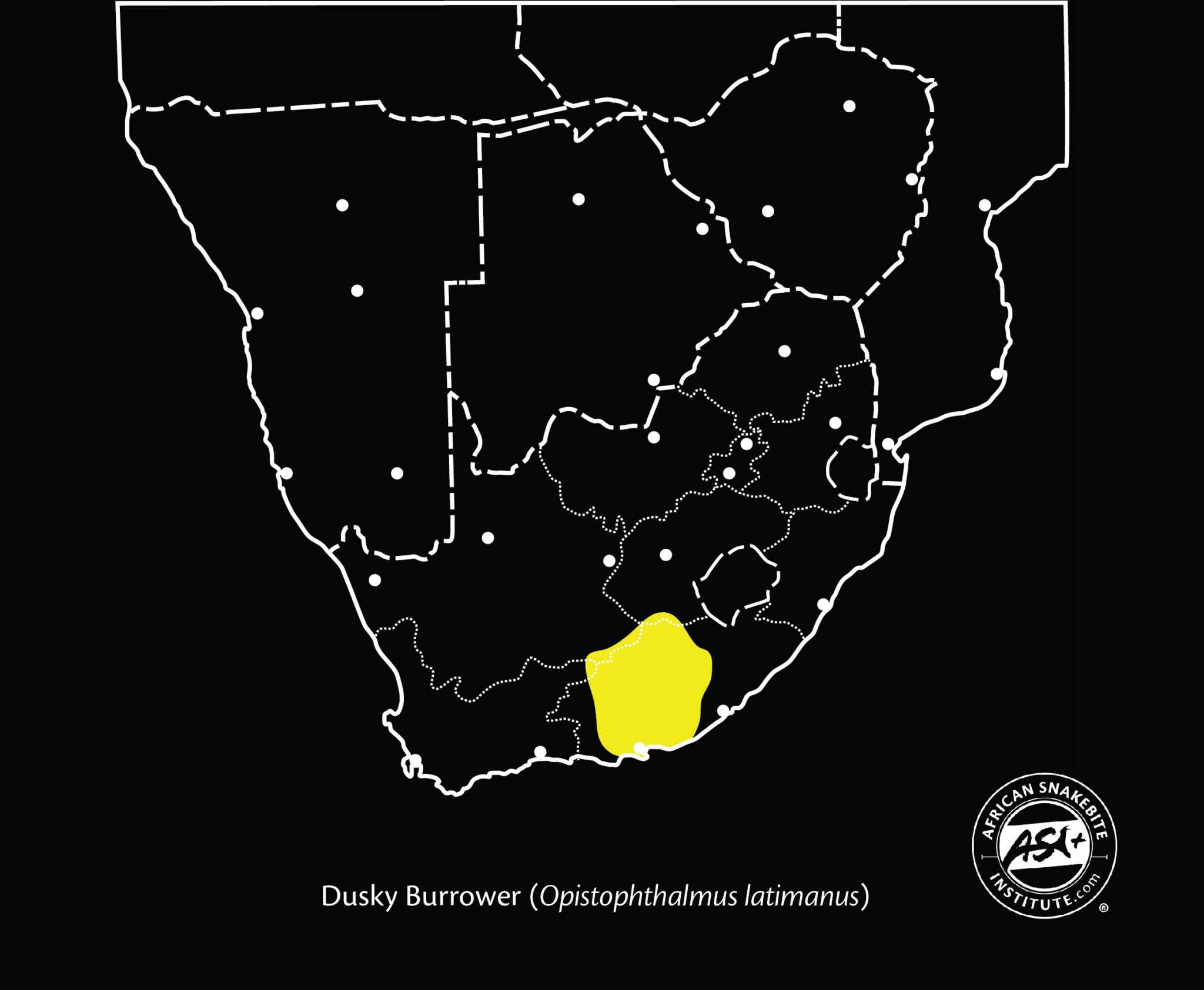 Dusky Burrower - African Snakebite Institute