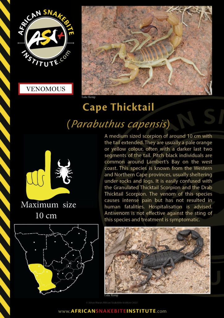 Scorpions of the Western Cape - African Snakebite Institute
